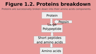 Chemistry_of_Nutrition__1_.pptx.pdf
