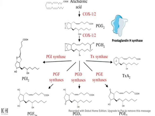 Chemistry of Prostaglandins,Leukotrienes and Thromboxanes.pptx | Lung ...