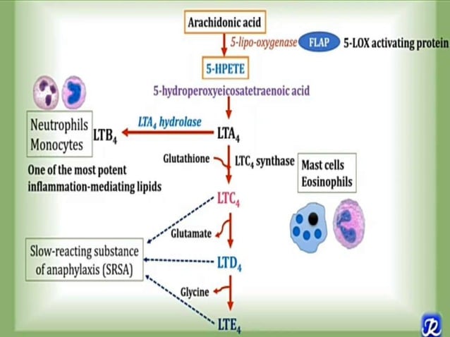Chemistry of Prostaglandins,Leukotrienes and Thromboxanes.pptx | Lung ...