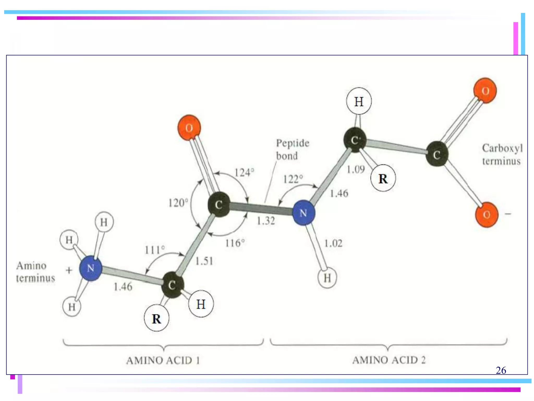chemistry of protein.ppt