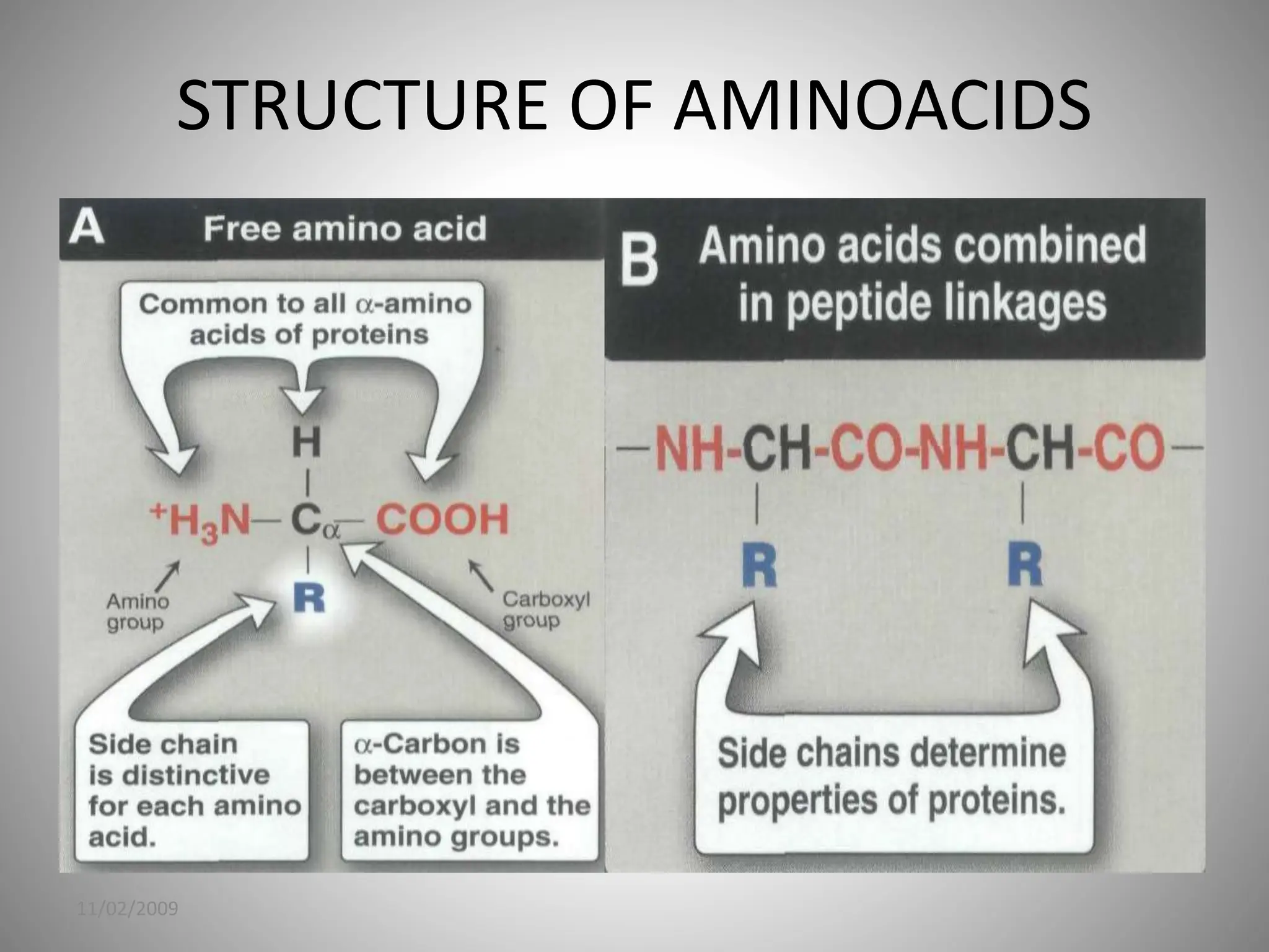 Chemistry of protein and Amino Acids.pptx | Chemistry | Science