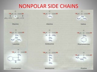 Chemistry of protein and Amino Acids.pptx