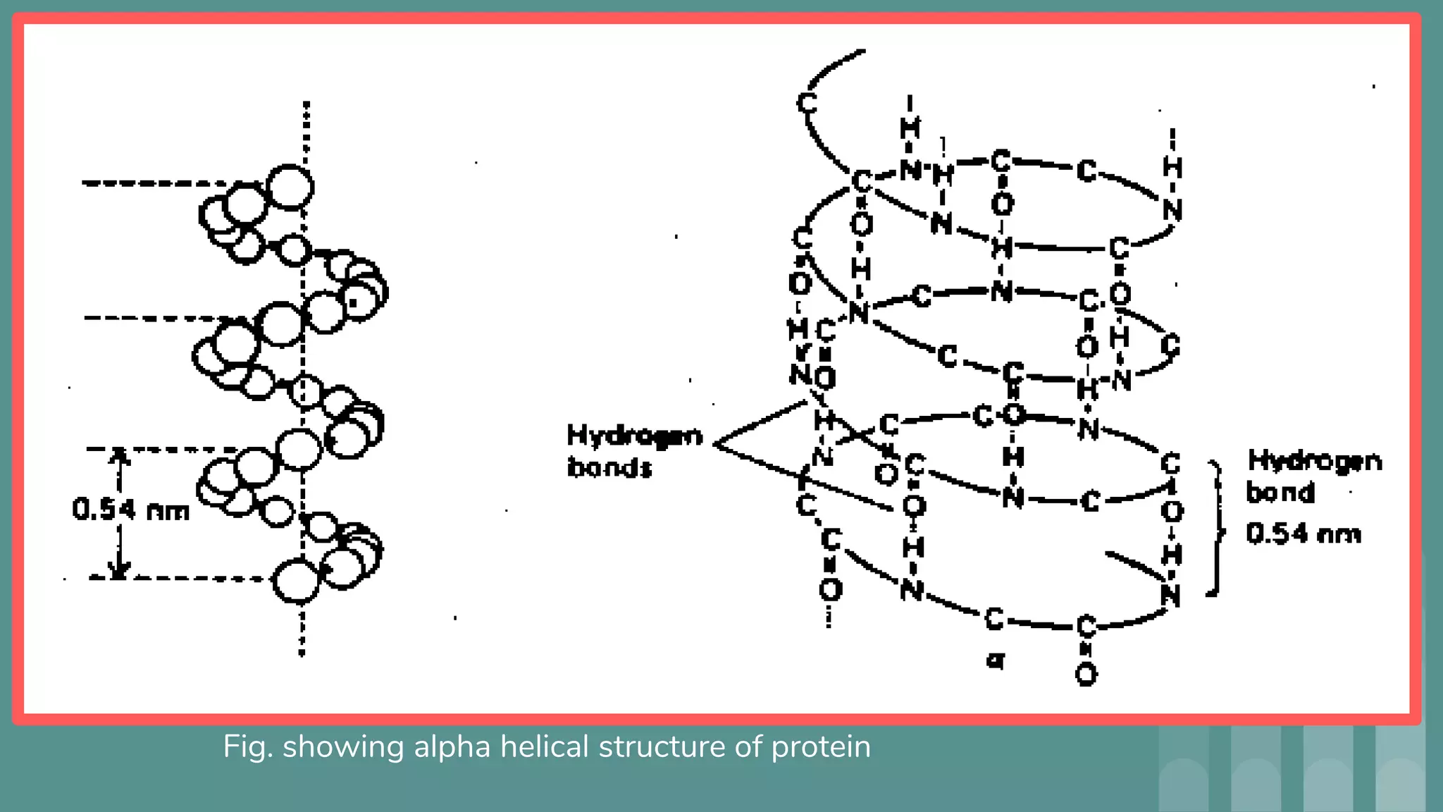 Chemistry of proteins, primary structure, secondary structure,alpha ...