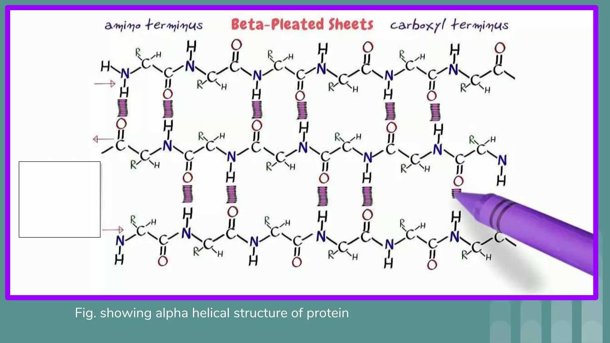 Chemistry of proteins, primary structure, secondary structure,alpha ...
