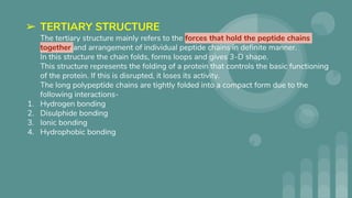 Chemistry of proteins, primary structure, secondary structure,alpha ...