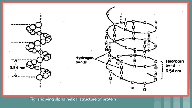 Chemistry of proteins, primary structure, secondary structure,alpha ...