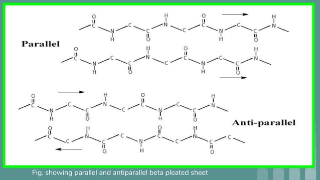 Chemistry of proteins, primary structure, secondary structure,alpha ...