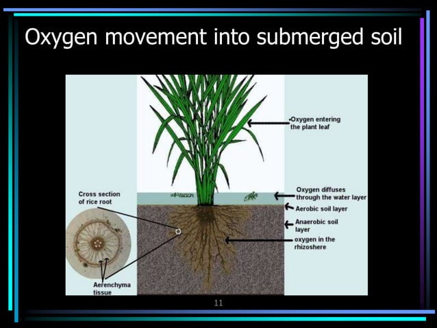 Chemistry of submerged soils | PPTX