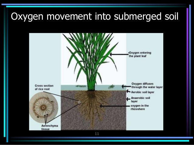 Chemistry of submerged soils