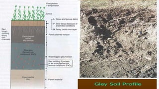 Chemistry of Submerged Soils | PDF