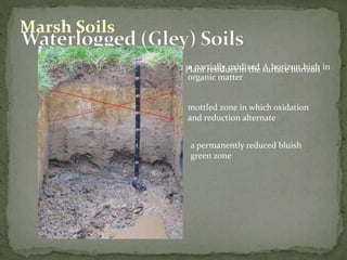 Chemistry of submerged soils re | PPTX