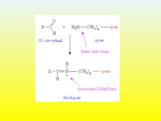 Chemistry of vision | PPT
