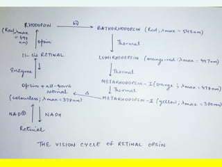 Chemistry of vision | PPT