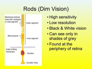 Chemistry of vision | PPT