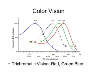 Chemistry Of Vision Final | PPT