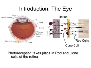 Chemistry Of Vision Final | PPT