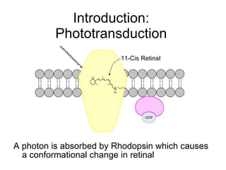 Chemistry Of Vision Final | PPT