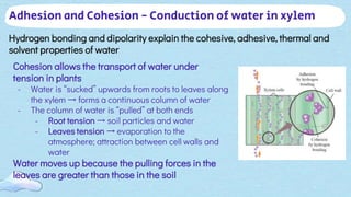 chemistry of water.pptx