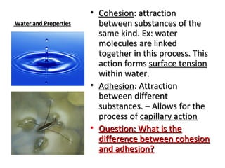 Cohesion Definition Biology