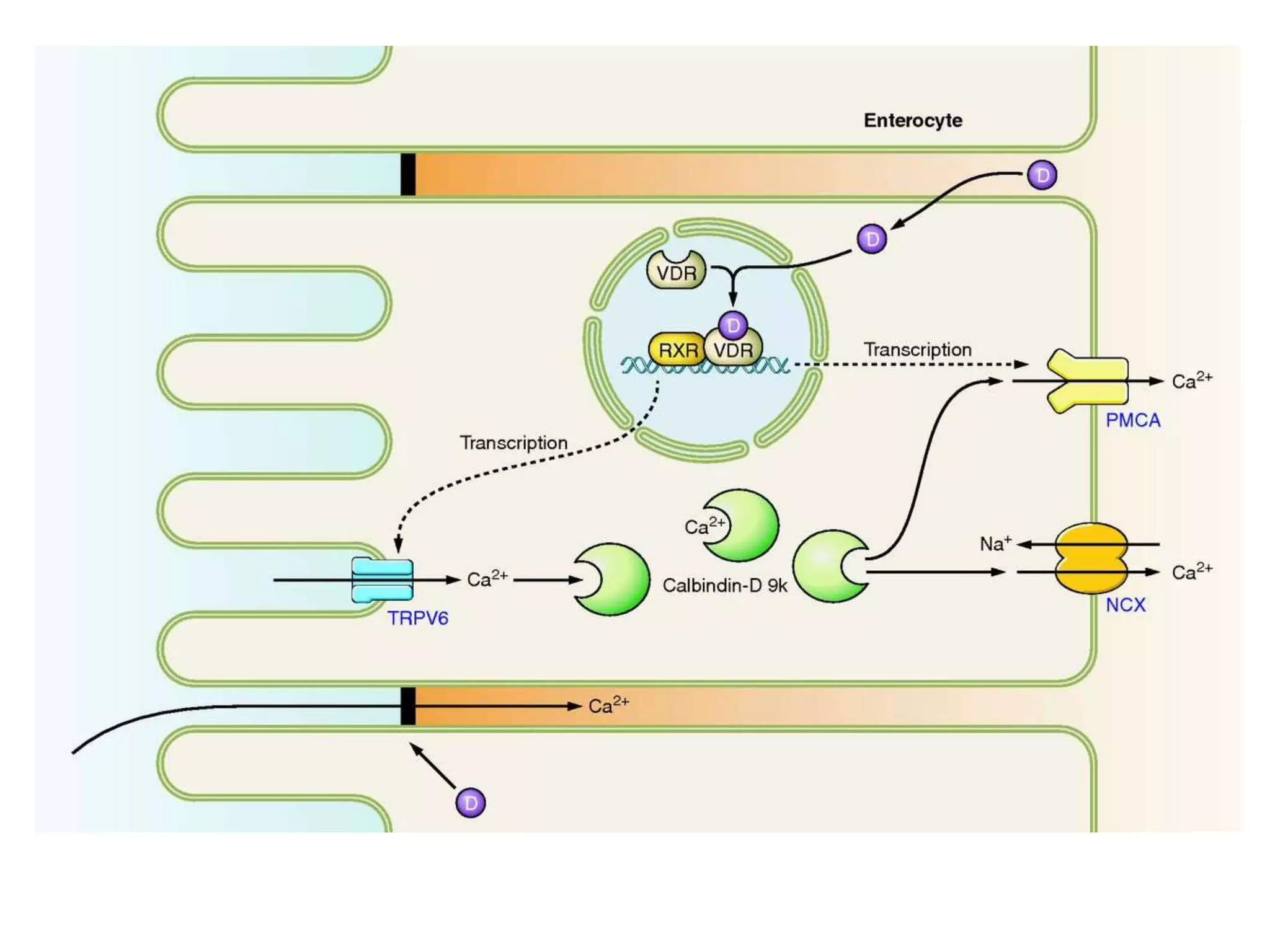 Chemistry, sources, synthesis & function of | PPT