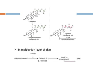 Chemistry, sources, synthesis & function of | PPT