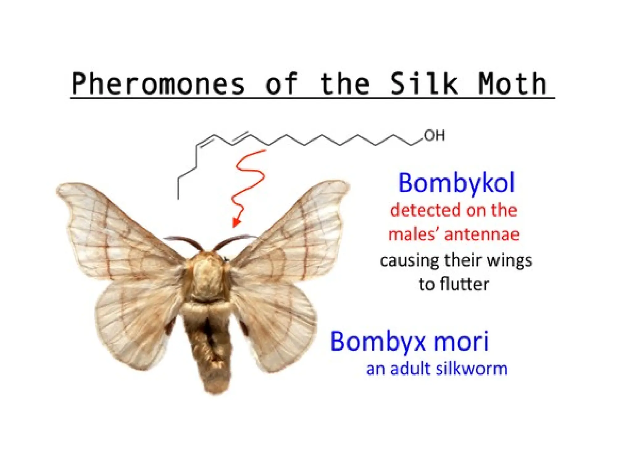 Chemistry synthesis and Uses of Pheromones.pptx