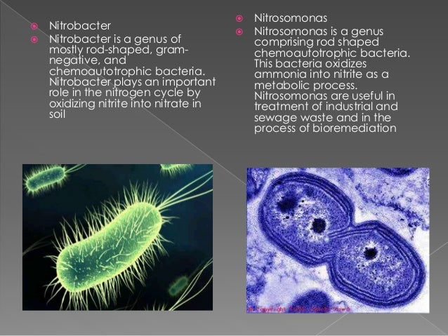 Nitrosomonas And Nitrobacter