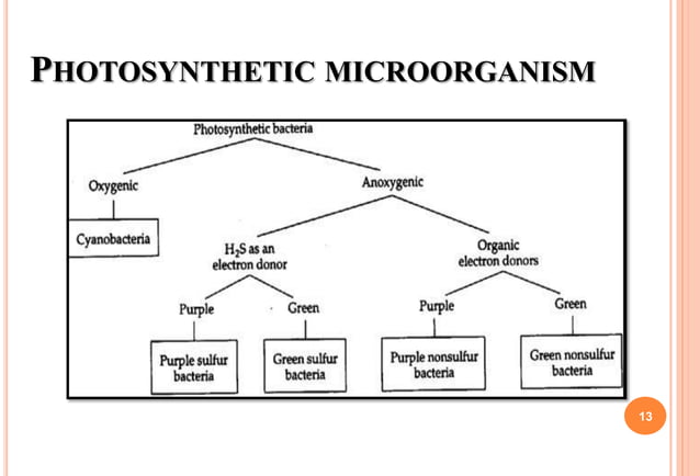 Chemoheterotrophs and photosynthetic microorganism | PPTX | Science