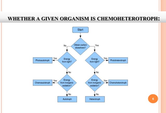 Chemoheterotrophs and photosynthetic microorganism | PPTX | Science