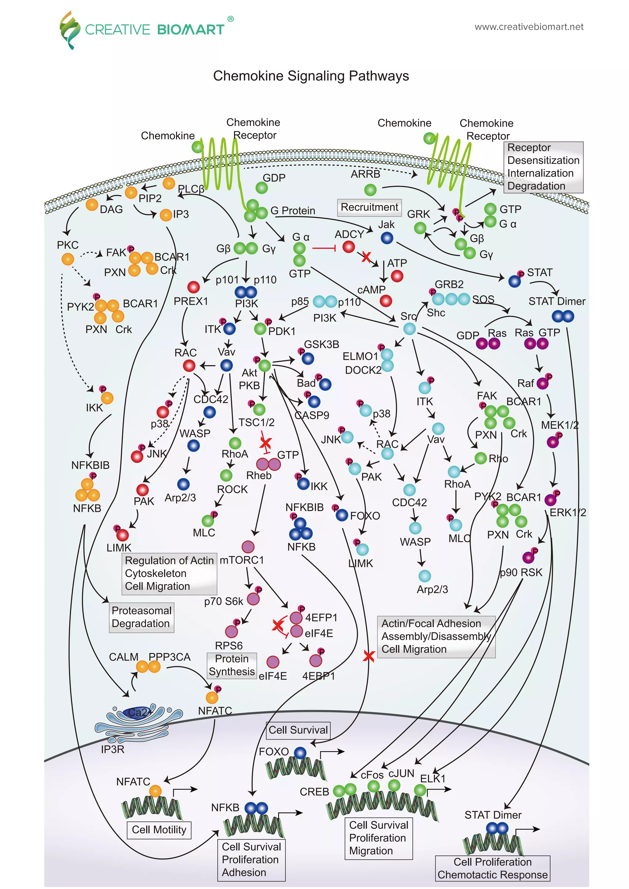 Chemokine signaling pathway | PDF