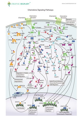 Chemokine signaling pathway | PDF