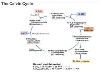 Chemolithotrophy | PPTX