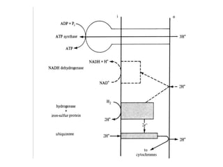 Chemolithotrophy | PPTX