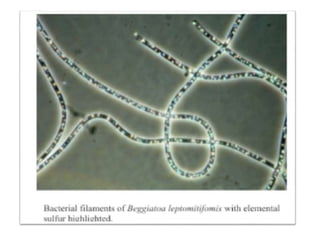 Chemolithotrophy | PPTX