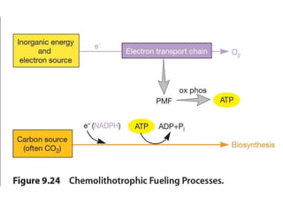 Chemolithotrophy | PPTX