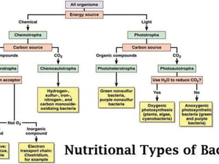 Chemolithotrophy | PPT