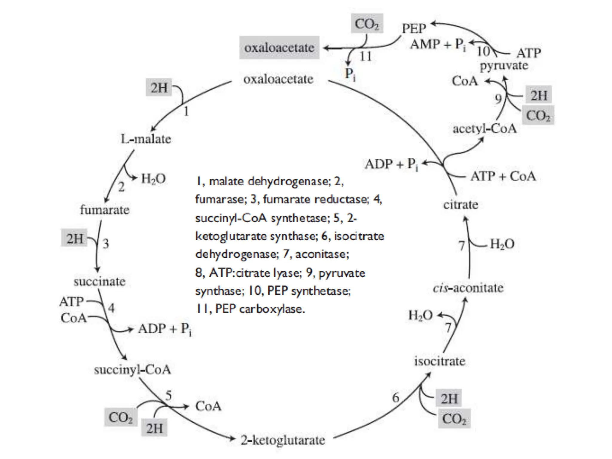 Chemolithotrophy: CO2 fixation, calvin cycle and key enzymes | PPTX