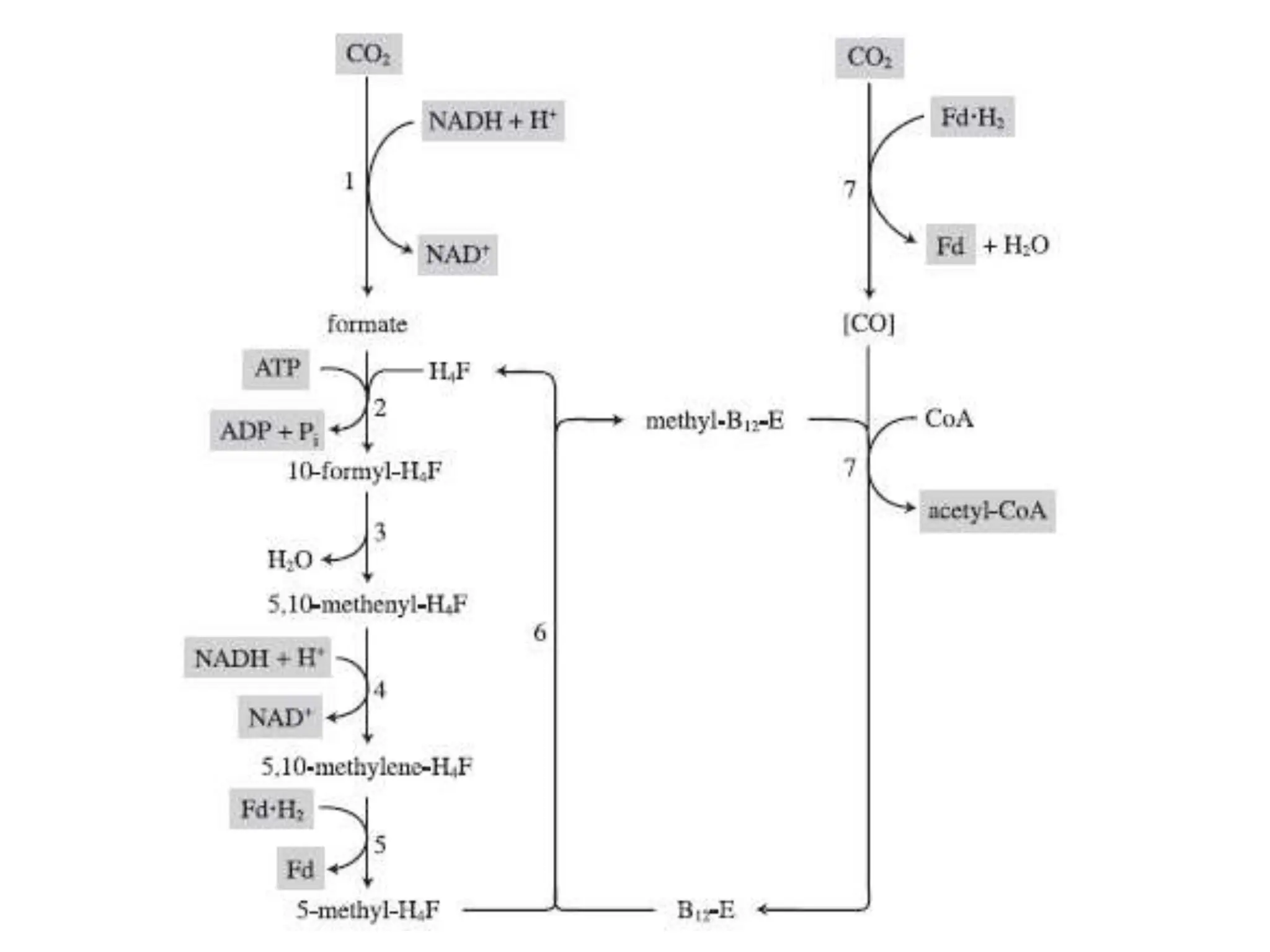 Chemolithotrophy: CO2 fixation, calvin cycle and key enzymes | PPTX