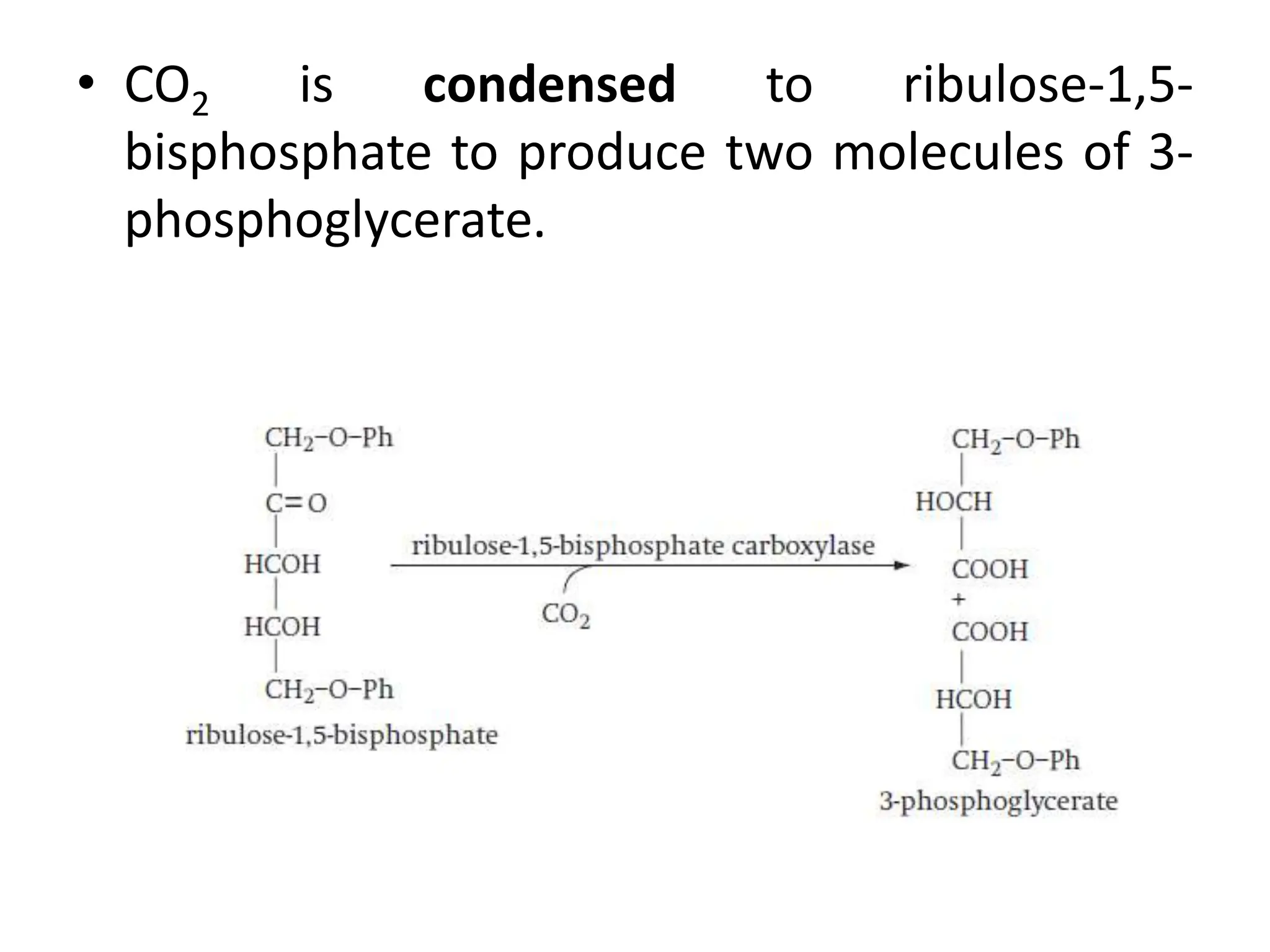 Chemolithotrophy: CO2 fixation, calvin cycle and key enzymes | PPTX