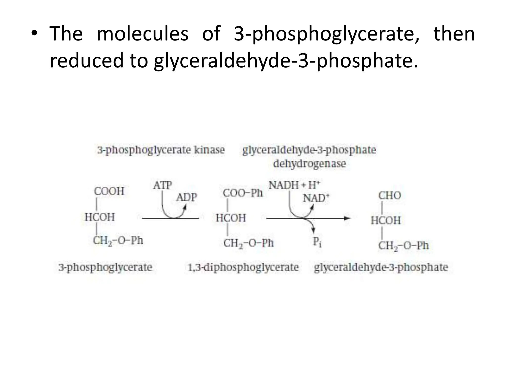 Chemolithotrophy: CO2 fixation, calvin cycle and key enzymes | PPTX