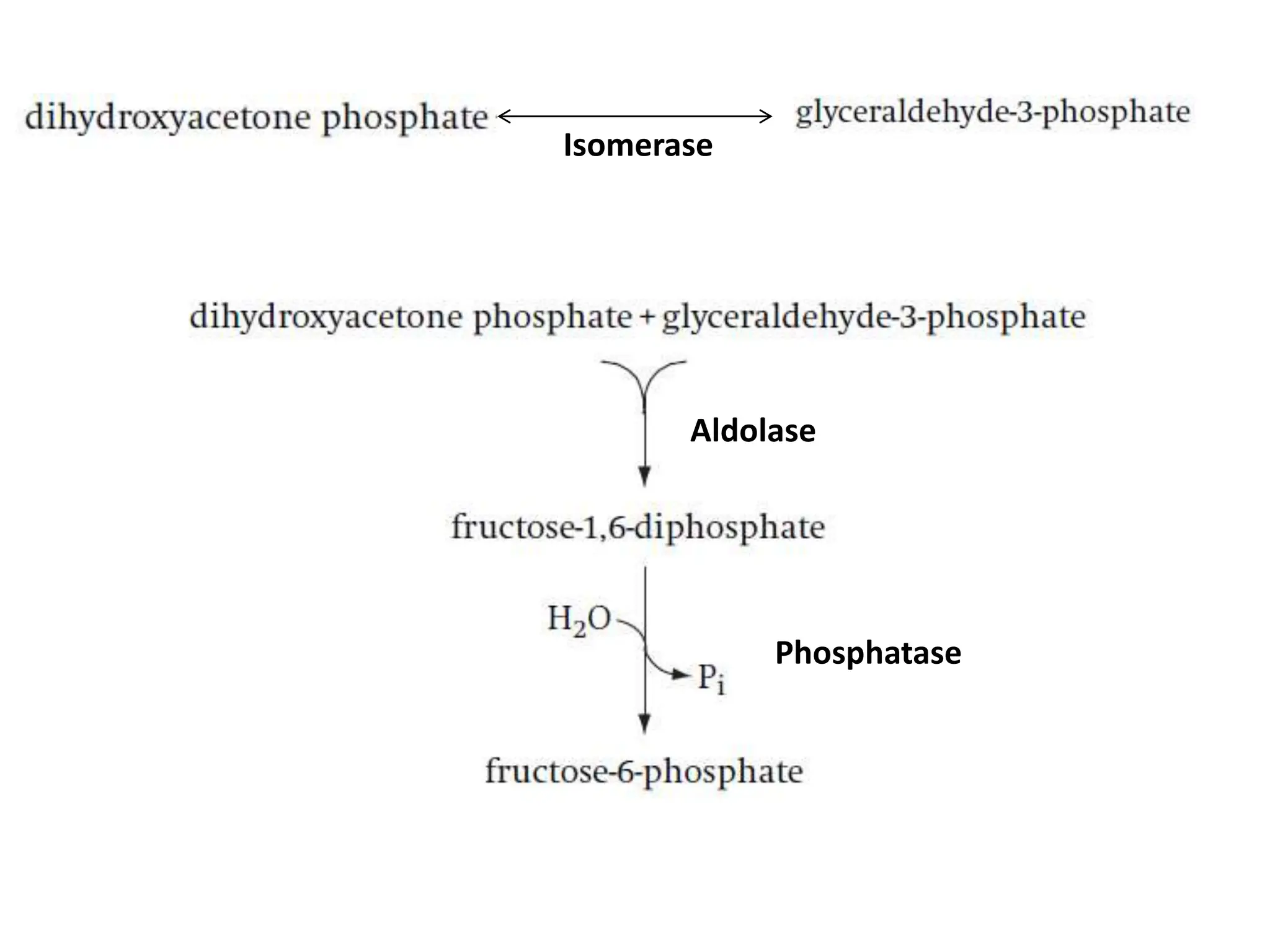 Chemolithotrophy: CO2 fixation, calvin cycle and key enzymes | PPTX