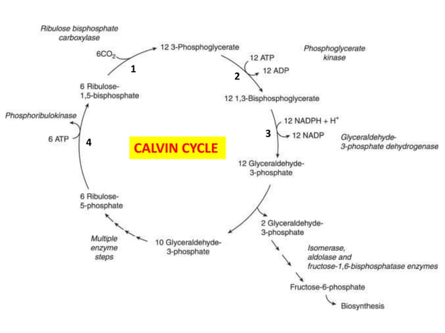 Chemolithotrophy: CO2 fixation, calvin cycle and key enzymes | PPTX