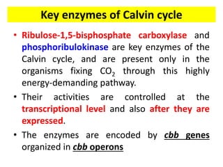 Chemolithotrophy: CO2 fixation, calvin cycle and key enzymes | PPTX