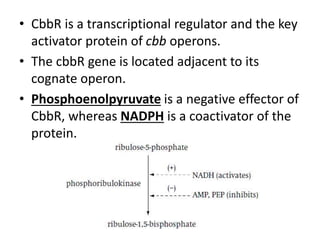 Chemolithotrophy: CO2 fixation, calvin cycle and key enzymes | PPTX