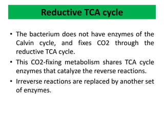 Chemolithotrophy: CO2 fixation, calvin cycle and key enzymes | PPTX
