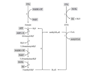 Chemolithotrophy: CO2 fixation, calvin cycle and key enzymes | PPTX