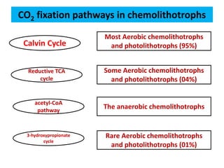 Chemolithotrophy: CO2 fixation, calvin cycle and key enzymes | PPTX