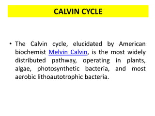 Chemolithotrophy: CO2 fixation, calvin cycle and key enzymes | PPTX