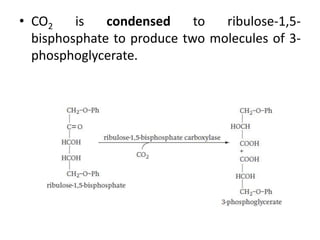 Chemolithotrophy: CO2 fixation, calvin cycle and key enzymes | PPTX