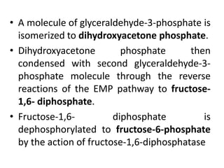 Chemolithotrophy: CO2 fixation, calvin cycle and key enzymes | PPTX
